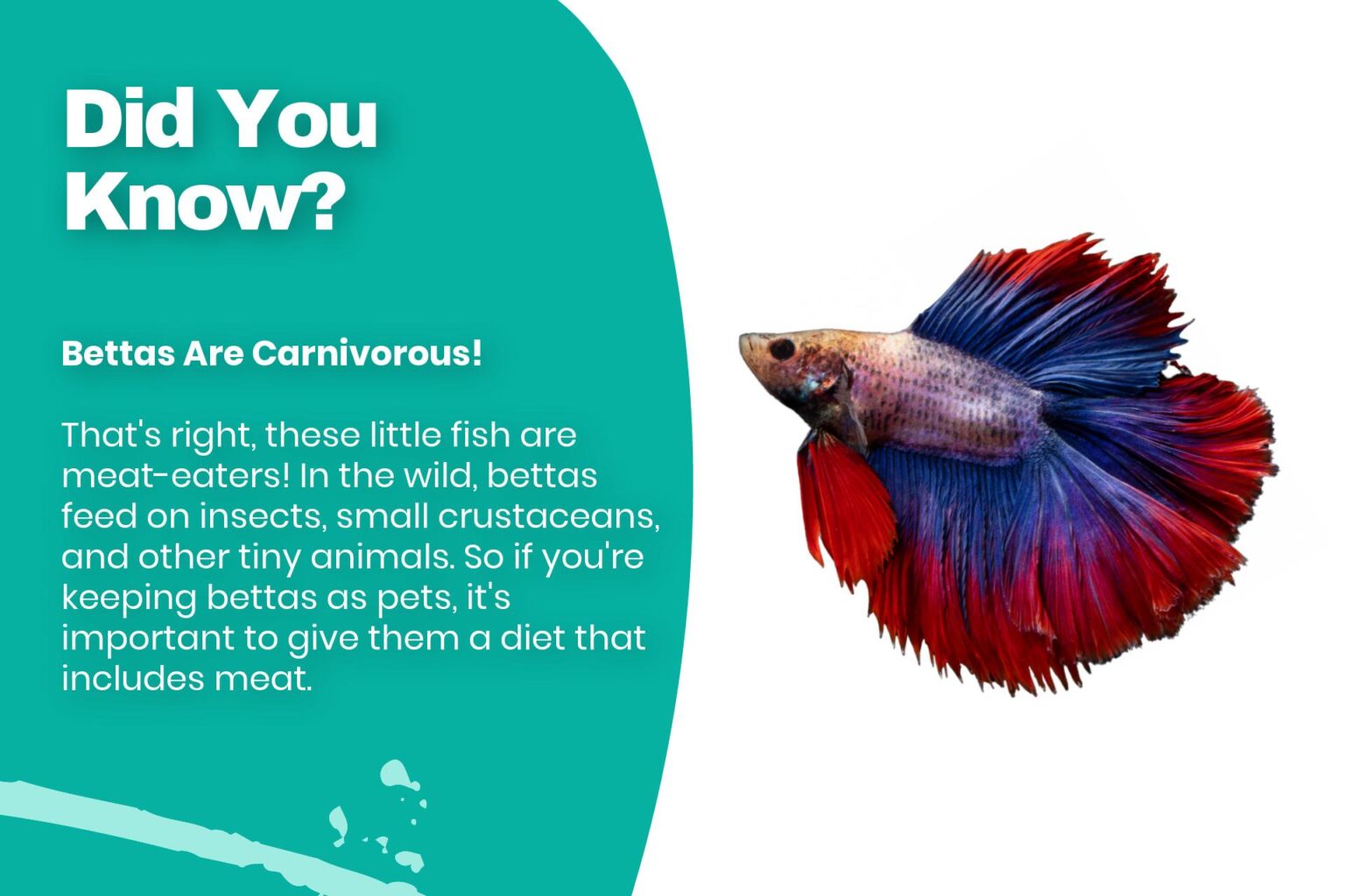 Keeping Betta Fish Healthy: The Complete Betta Fish How to Care Guide ...